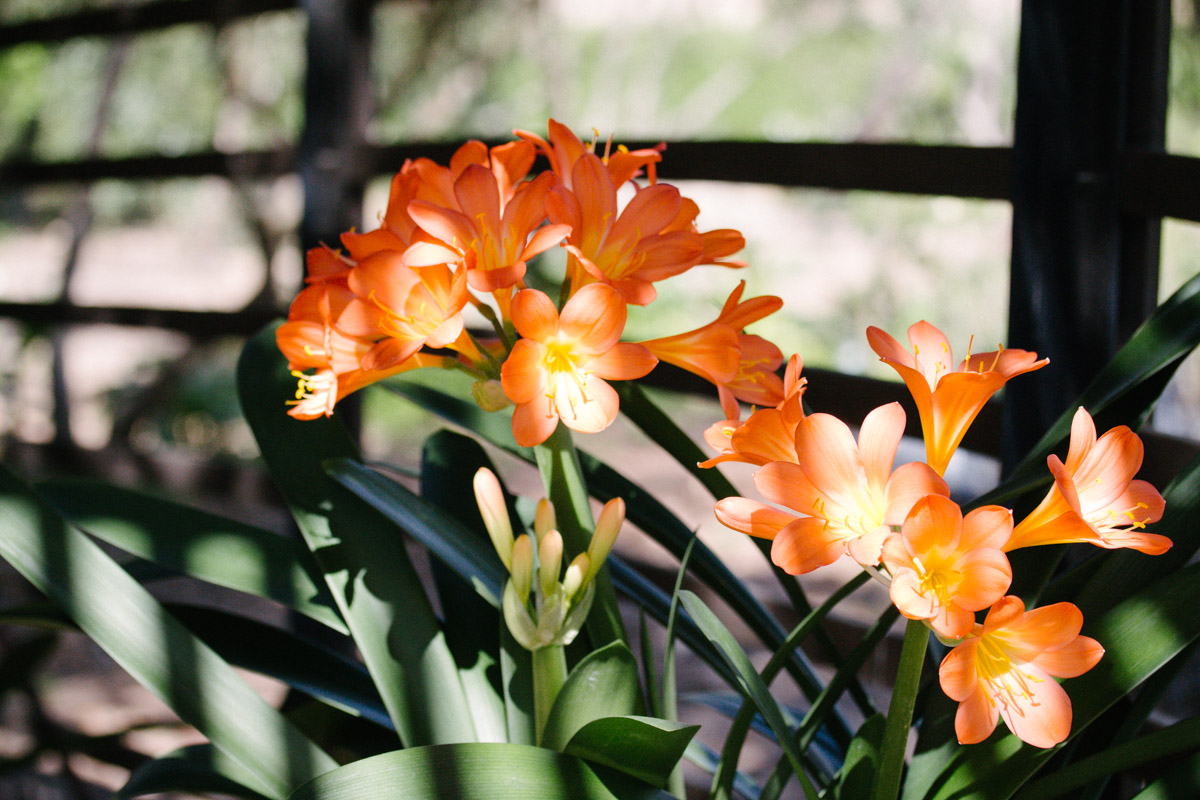 The Clivias at Babylonstoren | Babylonstoren