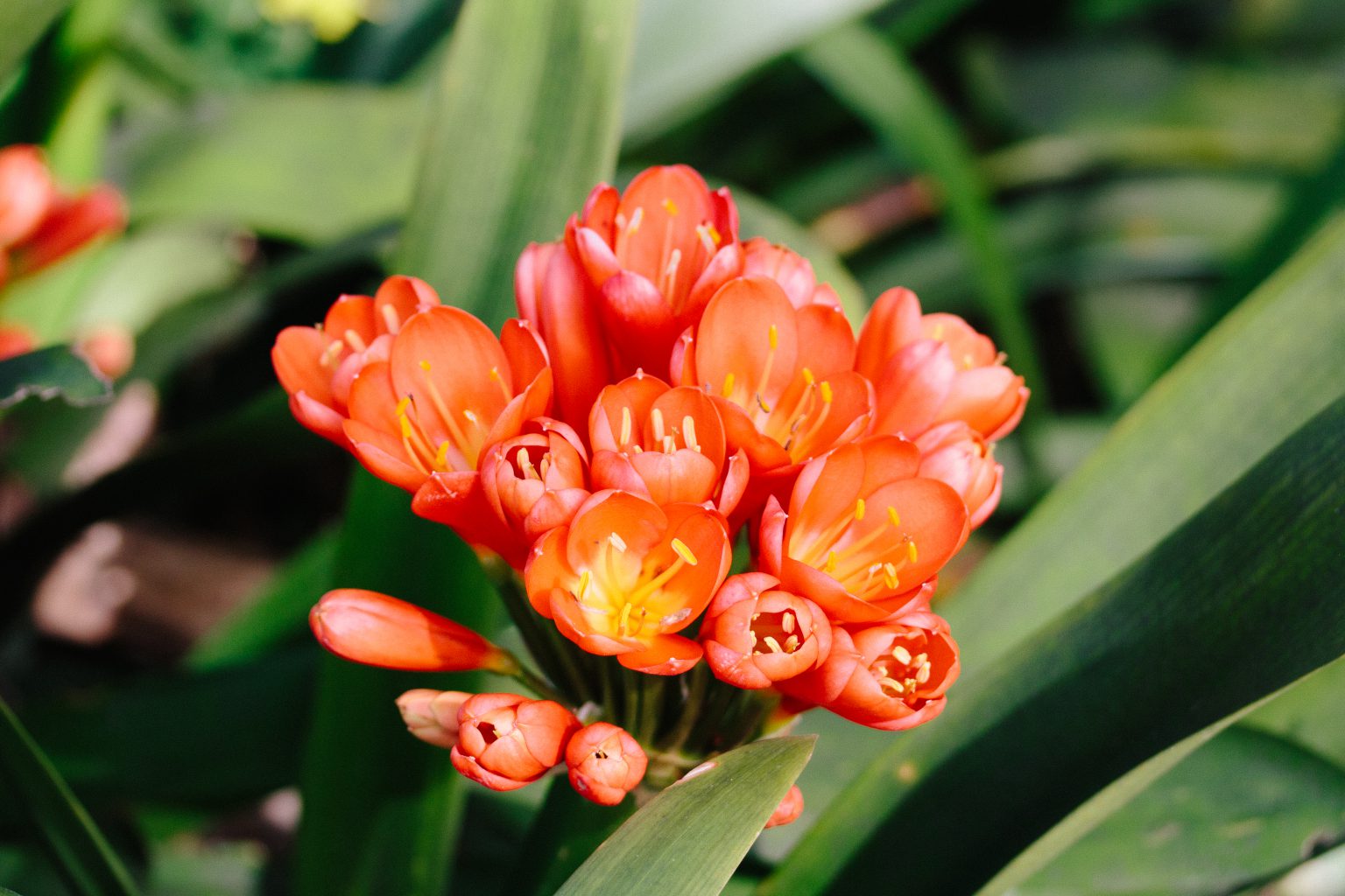 The Clivias at Babylonstoren | Babylonstoren