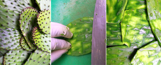 removing-thorns - Babylonstoren Blog