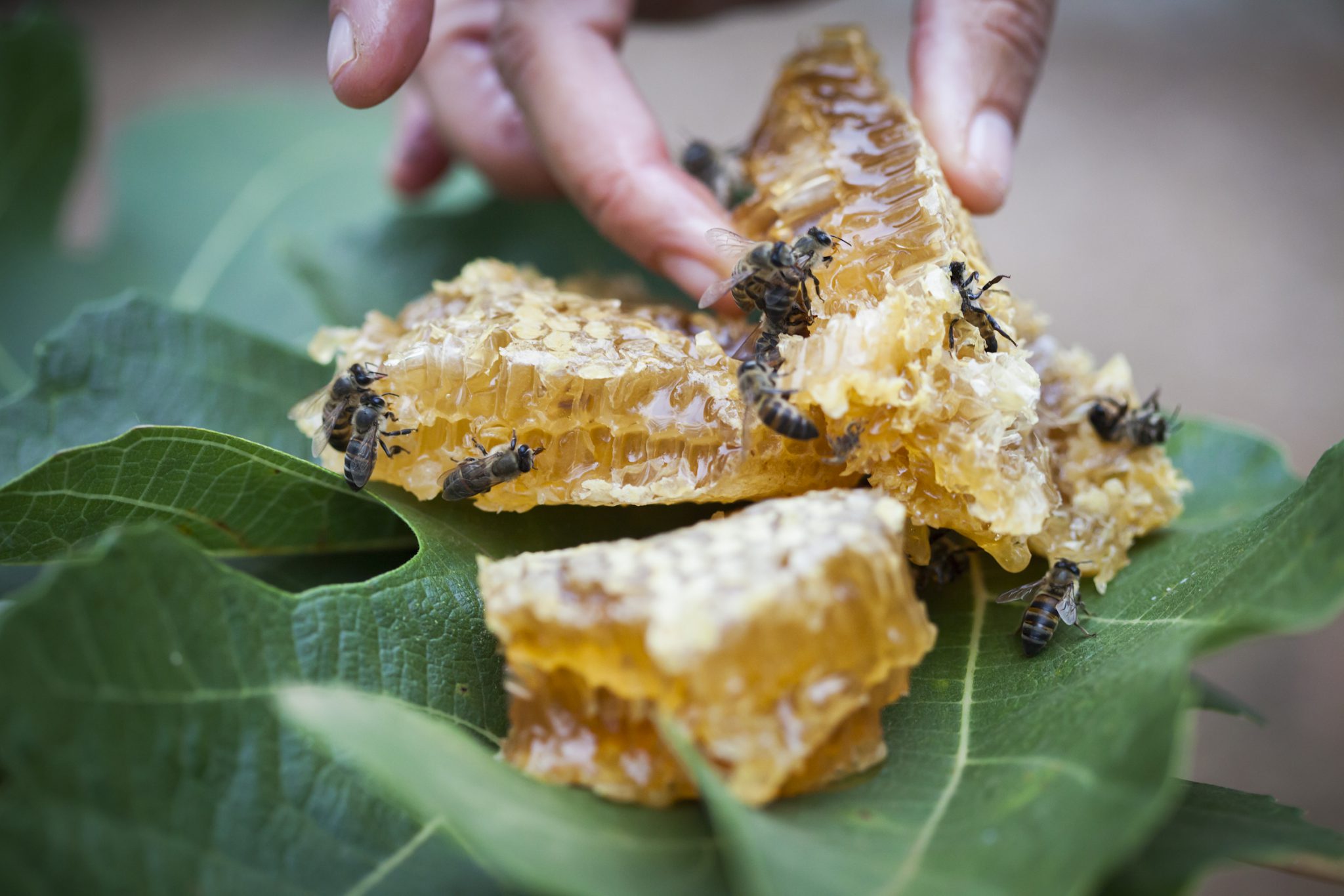 B-00222-2 - Babylonstoren Blog