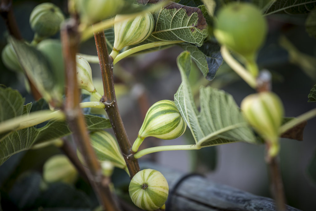 Adam & Eve of Figs - Babylonstoren Blog