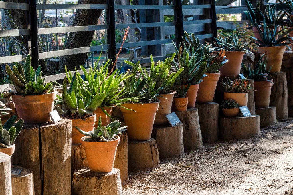Africa’s bittersweet beauties: An aloe display in the Puff Adder ...