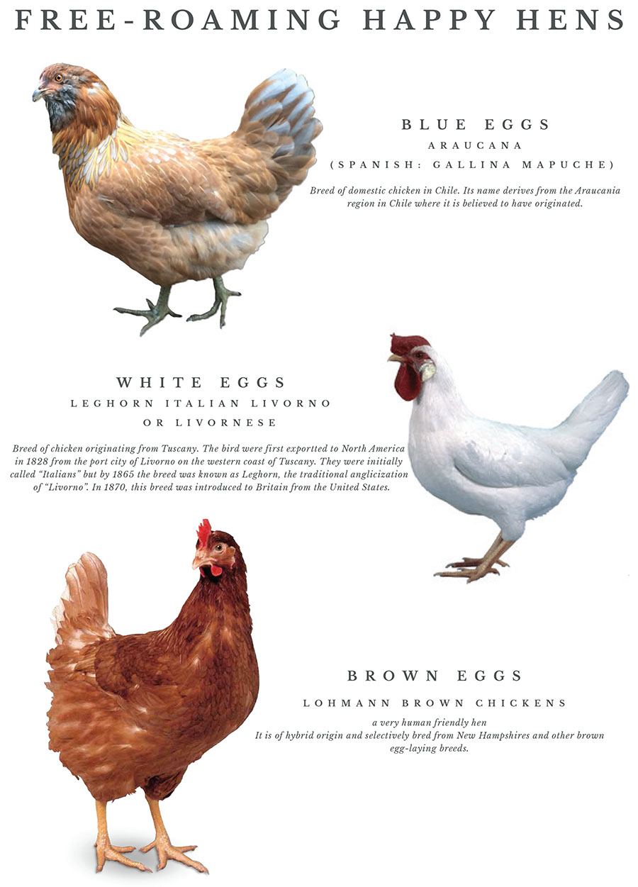Free-roaming happy hens - Babylonstoren Blog