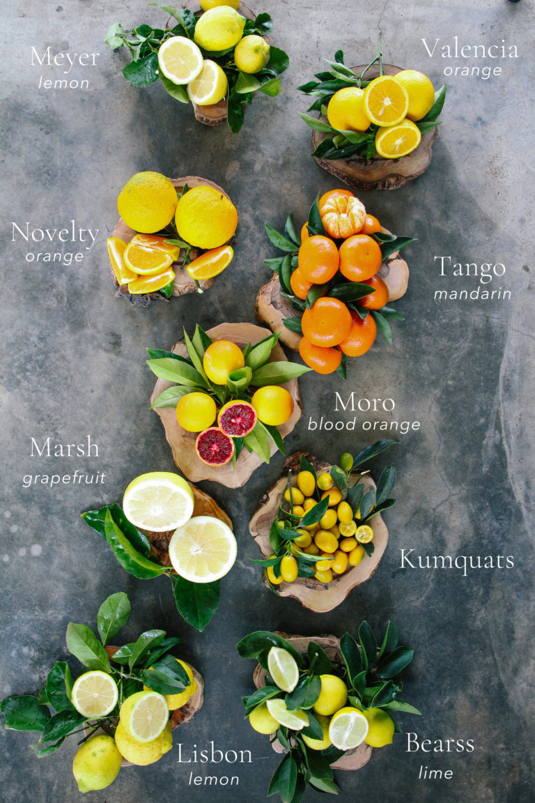 The most zesty citrus varieties to know - Babylonstoren Blog