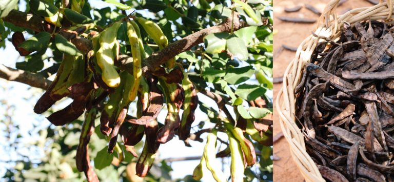In Admiration of the Carob Tree | Babylonstoren