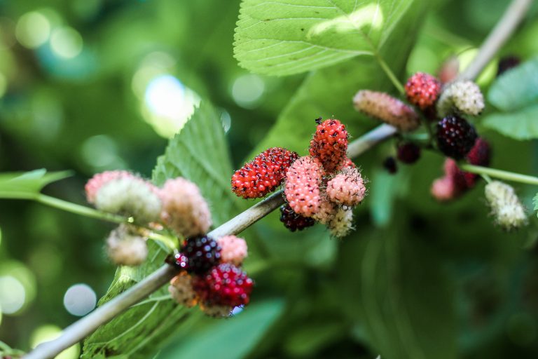 It’s mulberry season at Babylonstoren farm + RECIPE
