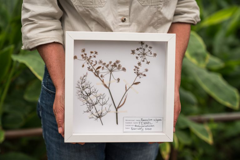 How To Press Plants to make a Herbarium