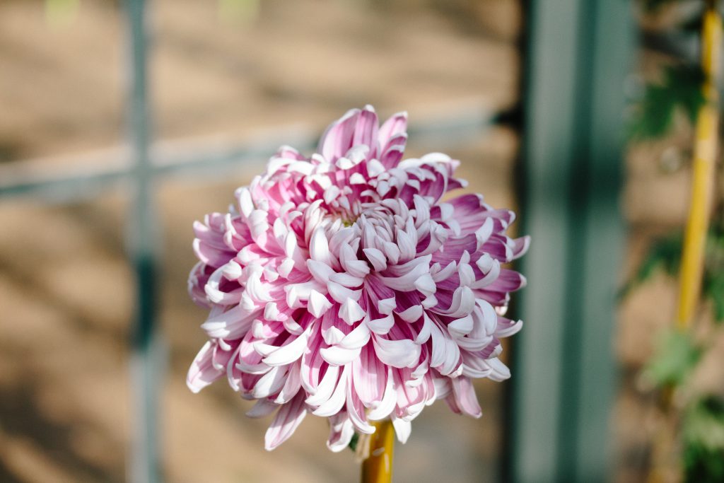 Krisante_hres-5 - Babylonstoren Blog