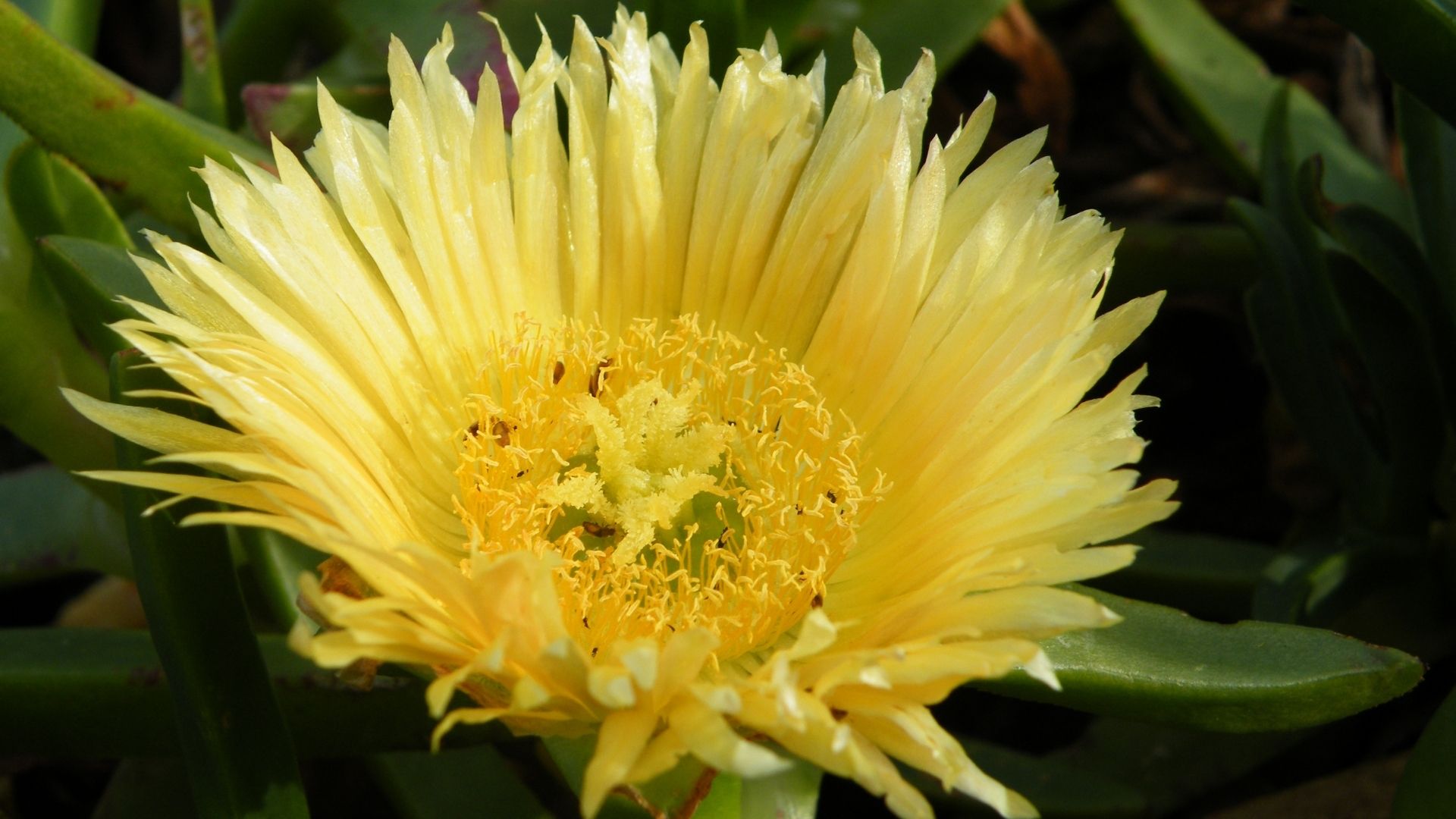 The sweet and the sour – Babylonstoren Blog