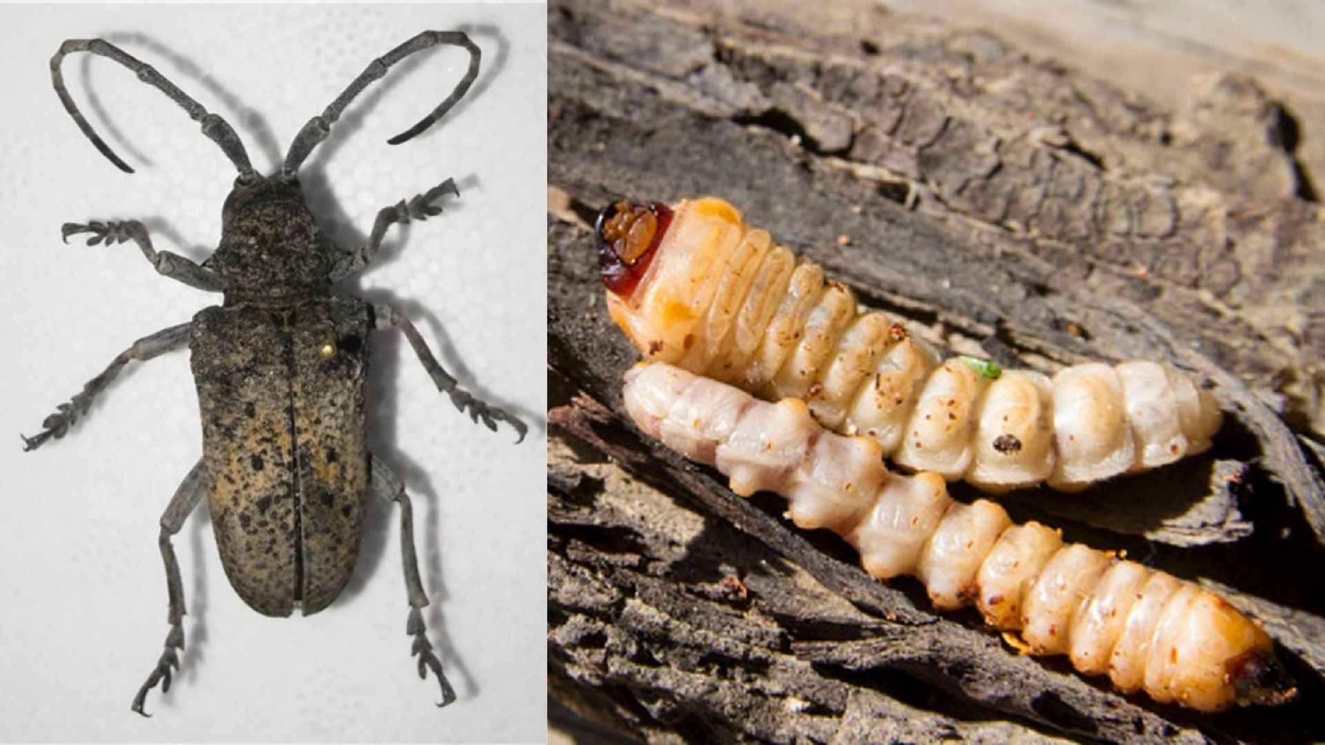 Bugs: The good, the bad & the ugly | Babylonstoren