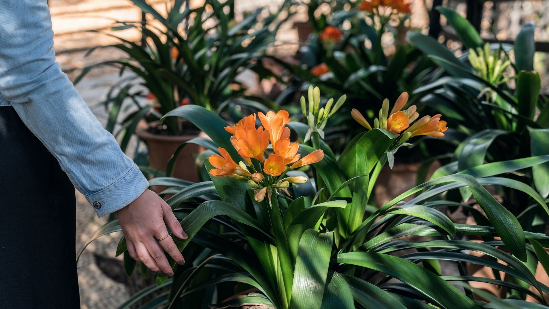 The clivias at Babylonstoren | Babylonstoren