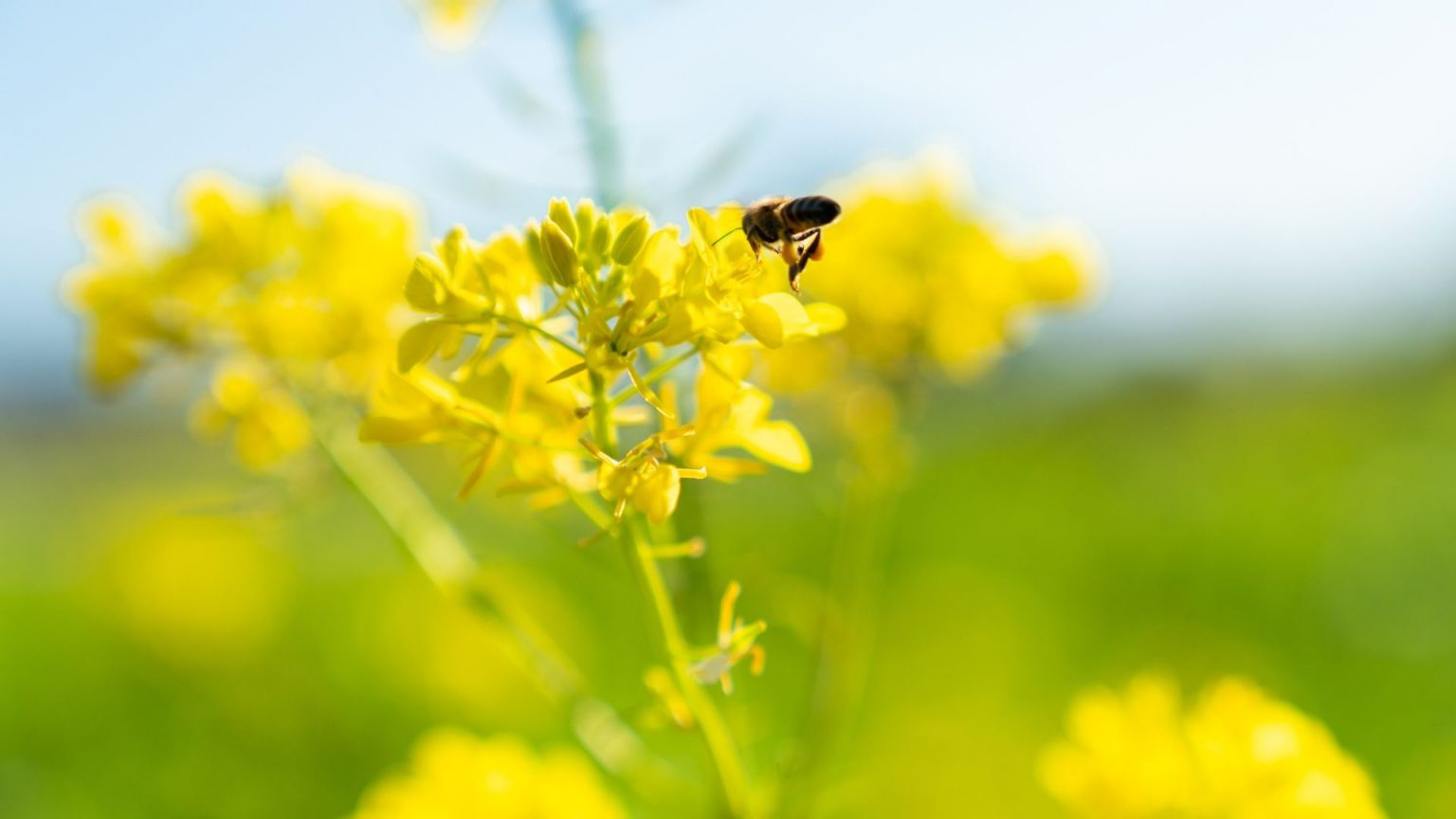 The walled kitchen garden ‘moestuin’ at Babylonstoren | Babylonstoren