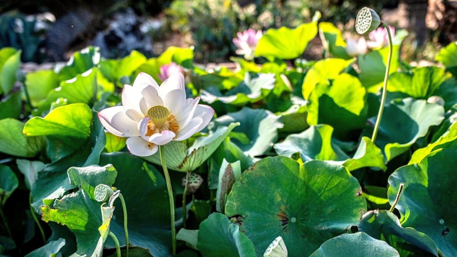 Bloom of Ages: The Lotuses of Babylonstoren | Babylonstoren