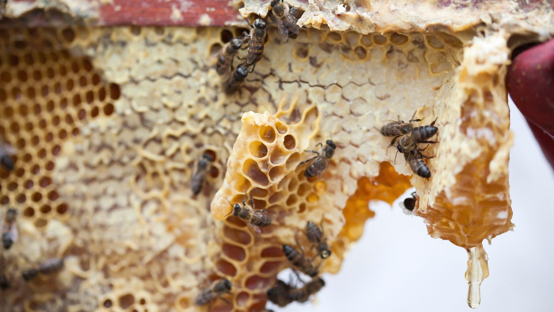 WORLD BEE DAY: A Day in the Life of a Babylonstoren Entomologist ...