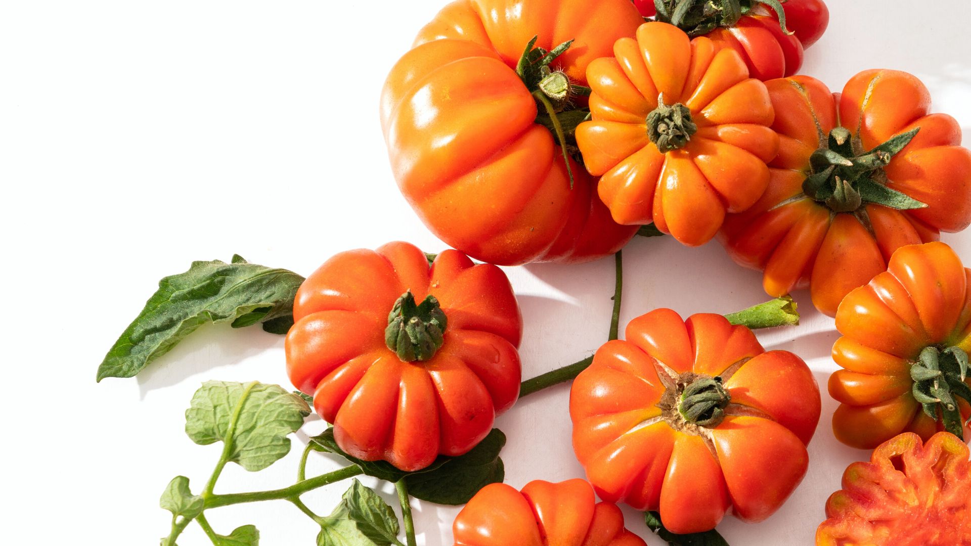 Tomato? Tomato! Heirloom Tomatoes at Babylonstoren | Babylonstoren