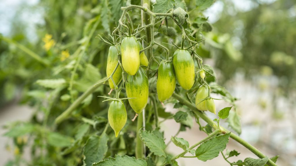 Green_Tiger_Heirloom_Tomatoes - Babylonstoren Blog