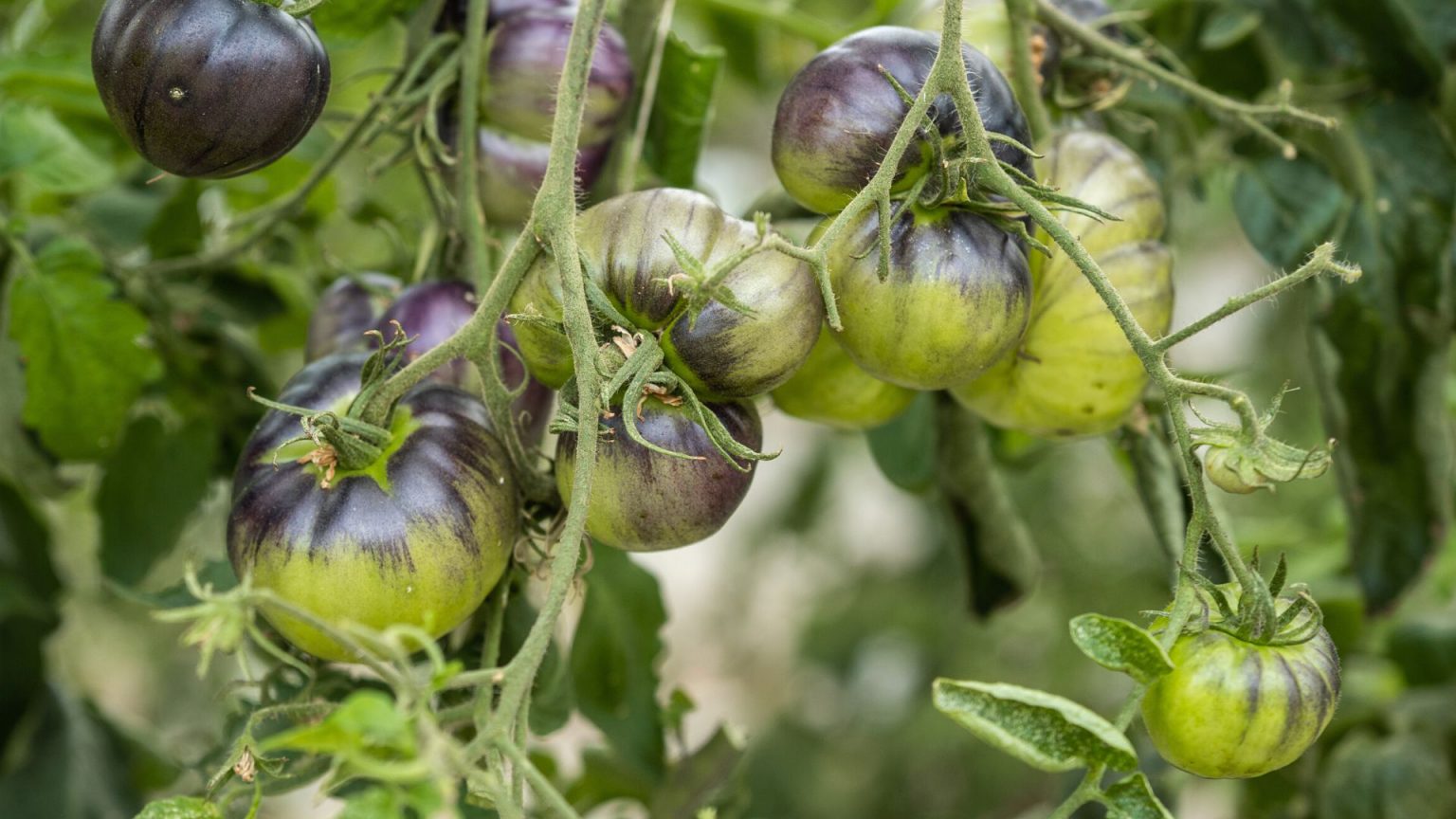 Tomato? Tomato! Heirloom Tomatoes at Babylonstoren | Babylonstoren