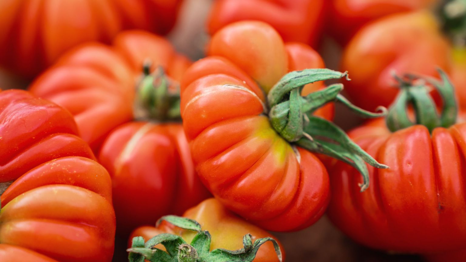 Tomato? Tomato! Heirloom Tomatoes at Babylonstoren | Babylonstoren