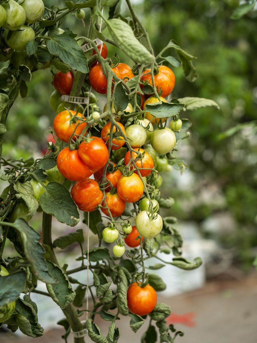 Tomato? Tomato! Heirloom Tomatoes at Babylonstoren | Babylonstoren