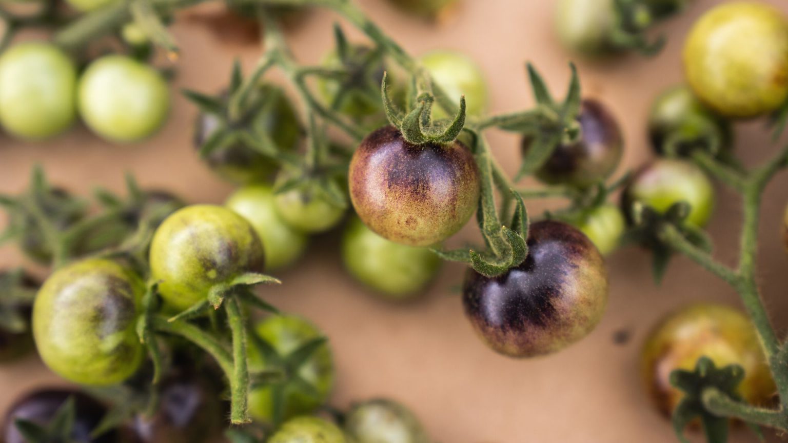 Tomato? Tomato! Heirloom Tomatoes at Babylonstoren | Babylonstoren
