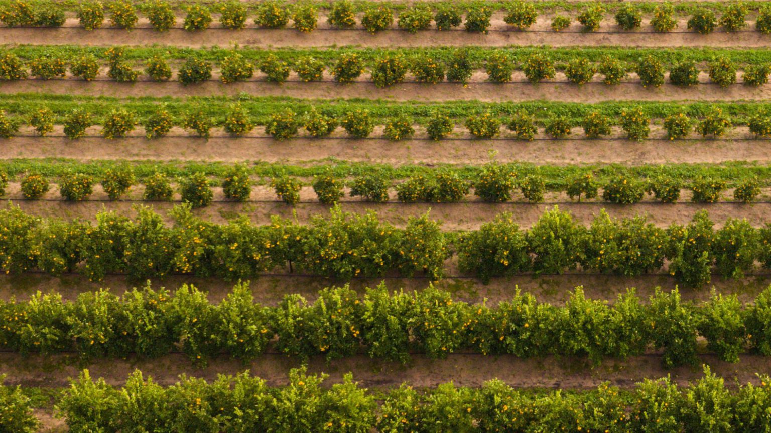 Blood Oranges: We’re seeing ruby red! | Babylonstoren