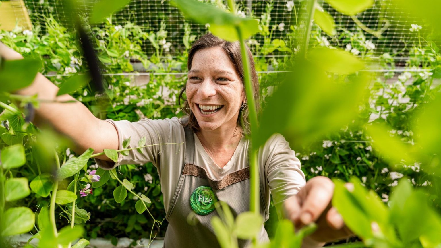Spring Peas: From planting to plating | Babylonstoren