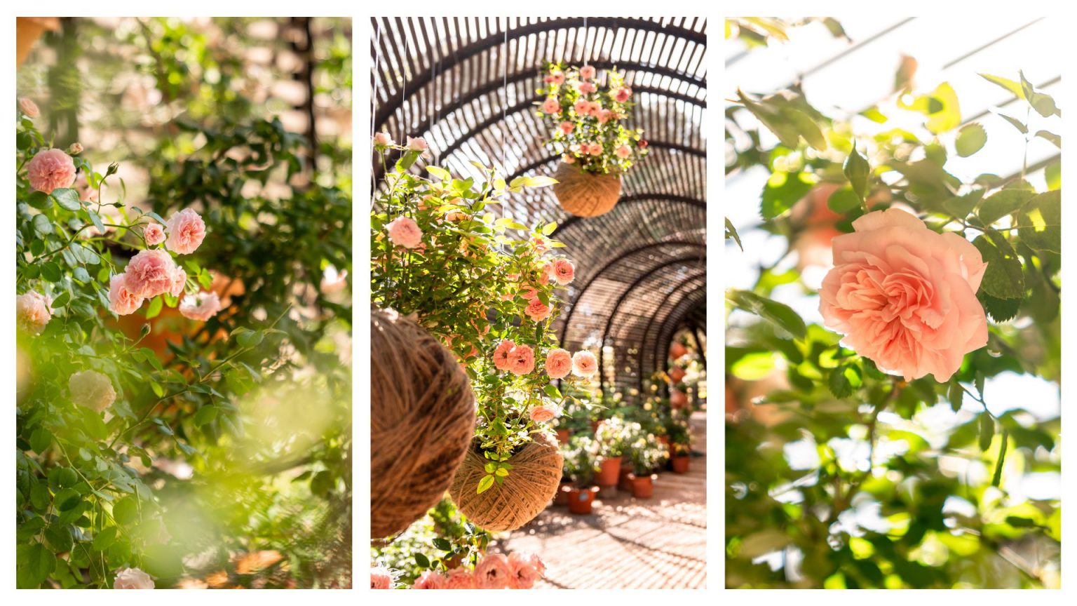 Blooming beauties: Heritage roses in the Puff Adder | Babylonstoren