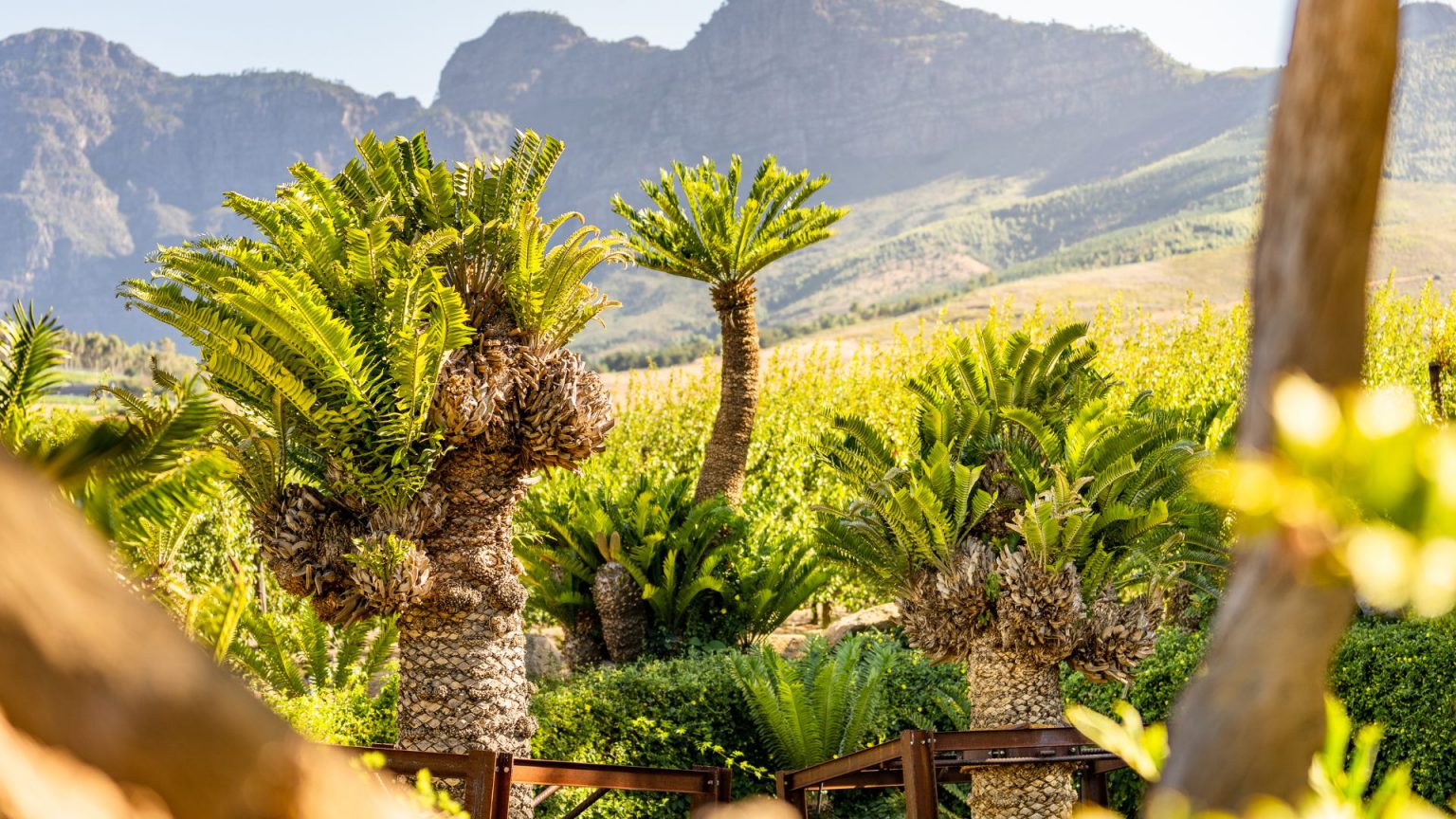 Our new King Kong cycads are coming alive! | Babylonstoren