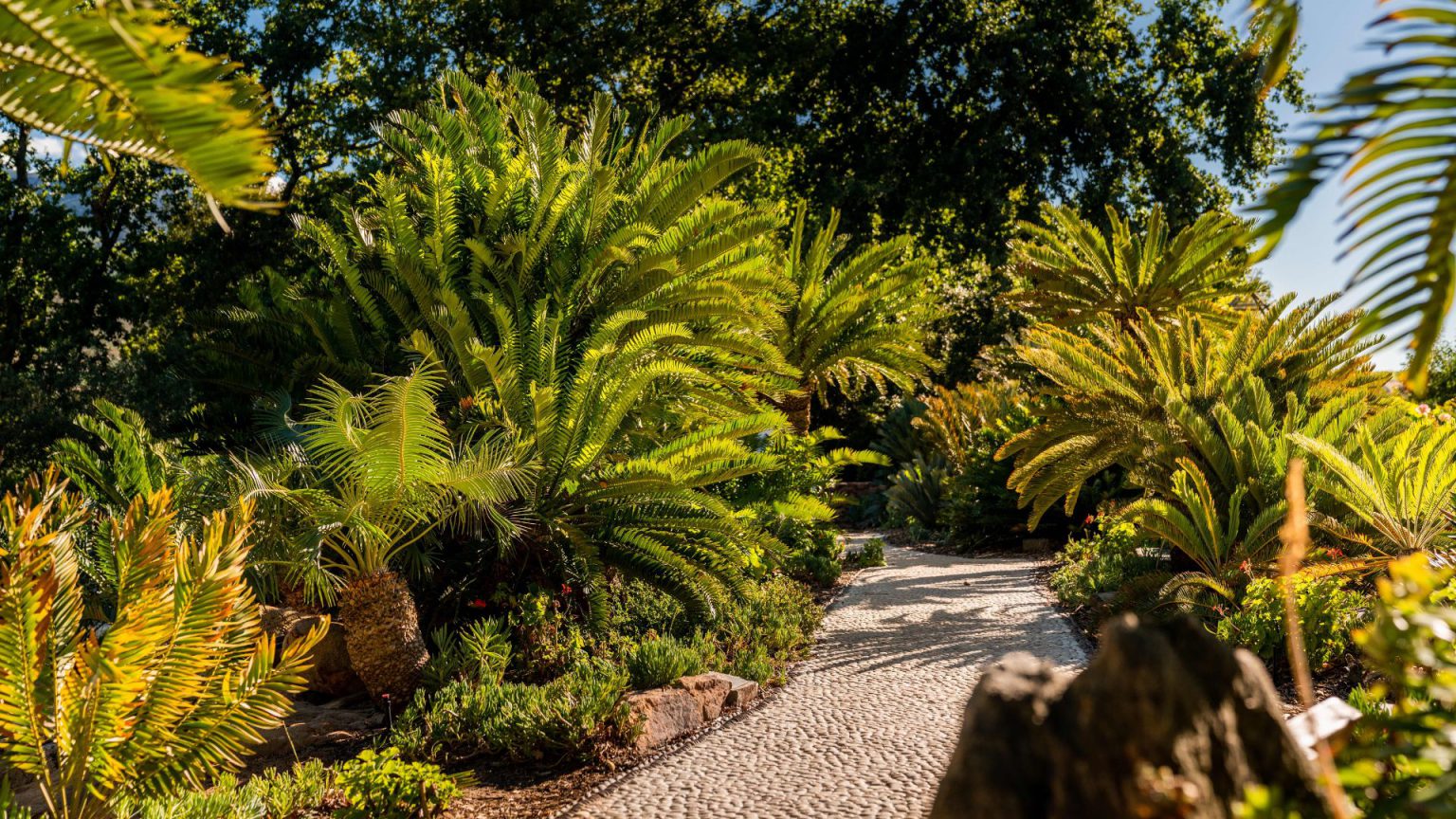 Our new King Kong cycads are coming alive! | Babylonstoren