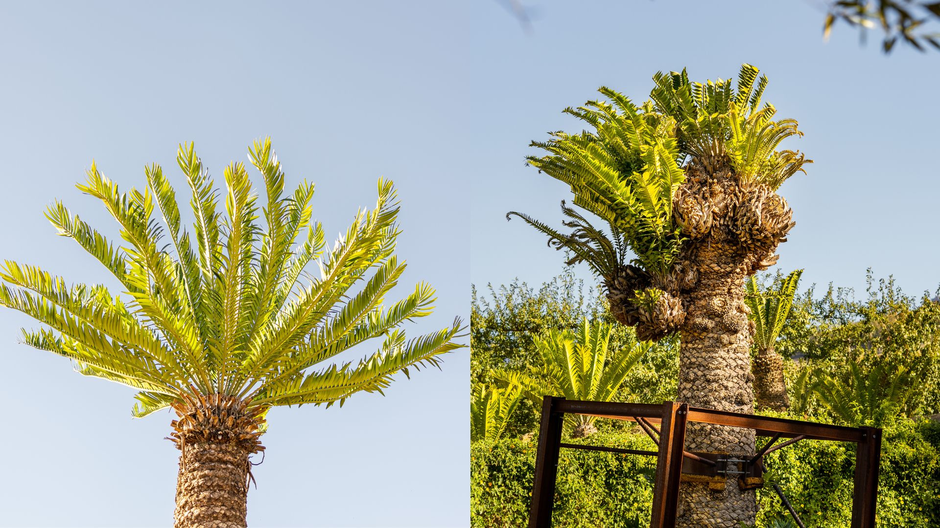 Our new King Kong cycads are coming alive! | Babylonstoren