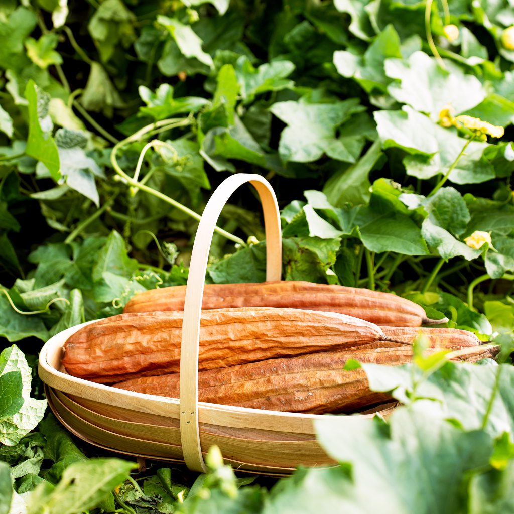 For the Love of Loofahs | Babylonstoren