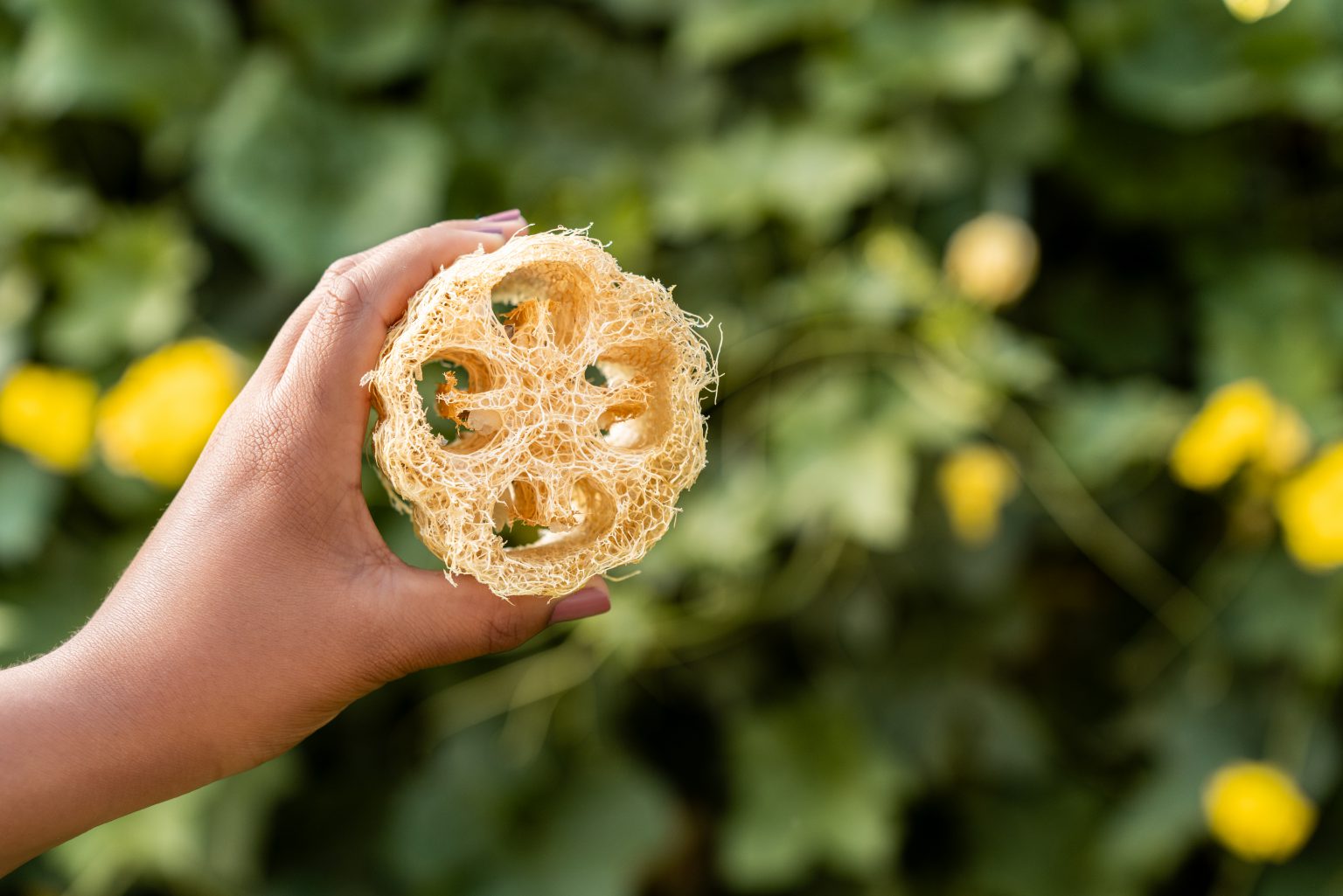 For the Love of Loofahs | Babylonstoren