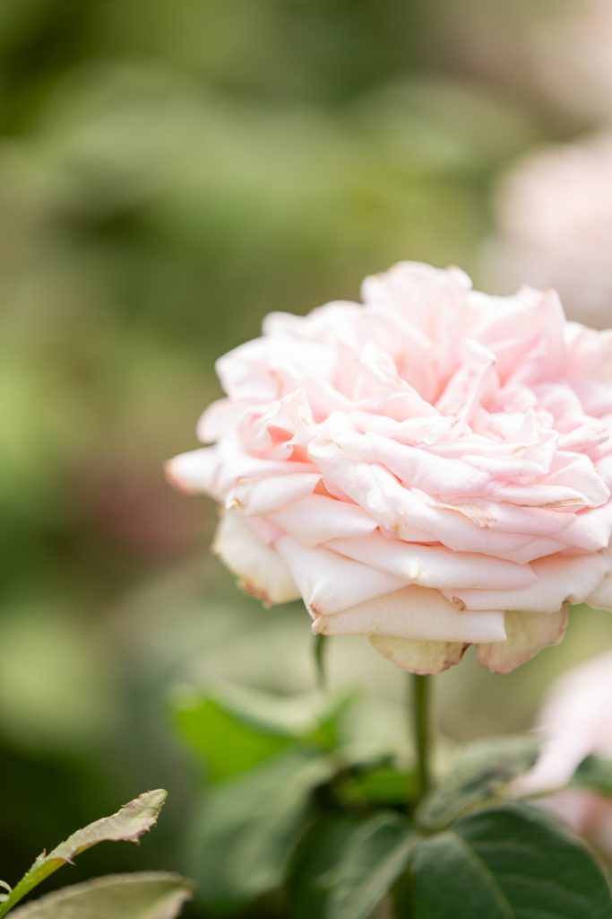 The blooming best answer | Babylonstoren