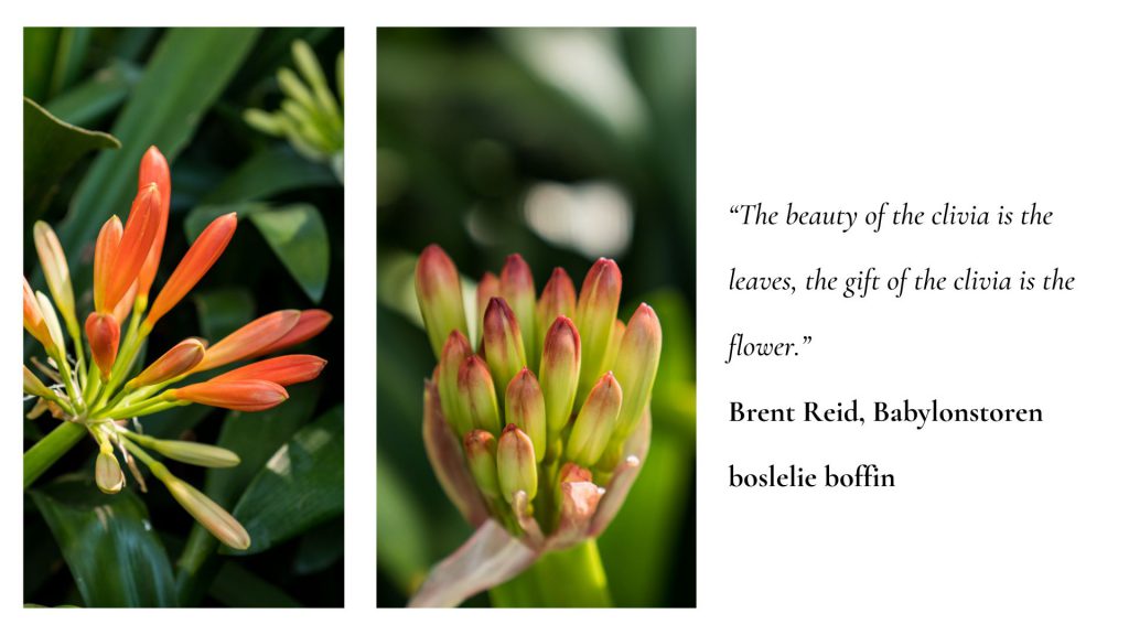 10 curiosities about our beloved boslelies | Babylonstoren