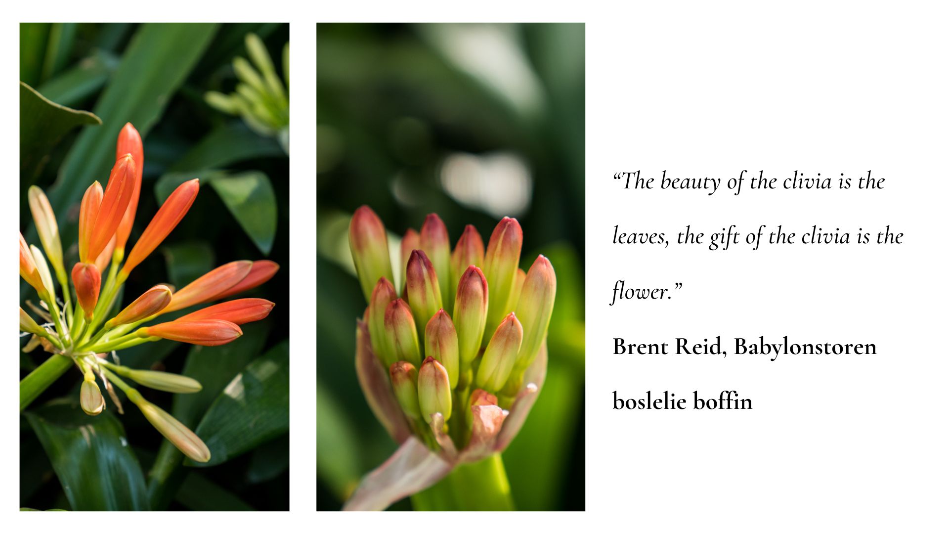 “The-beauty-of-the-clivia-is-the-leaves-The-gift-of-the-clivia-is-the ...