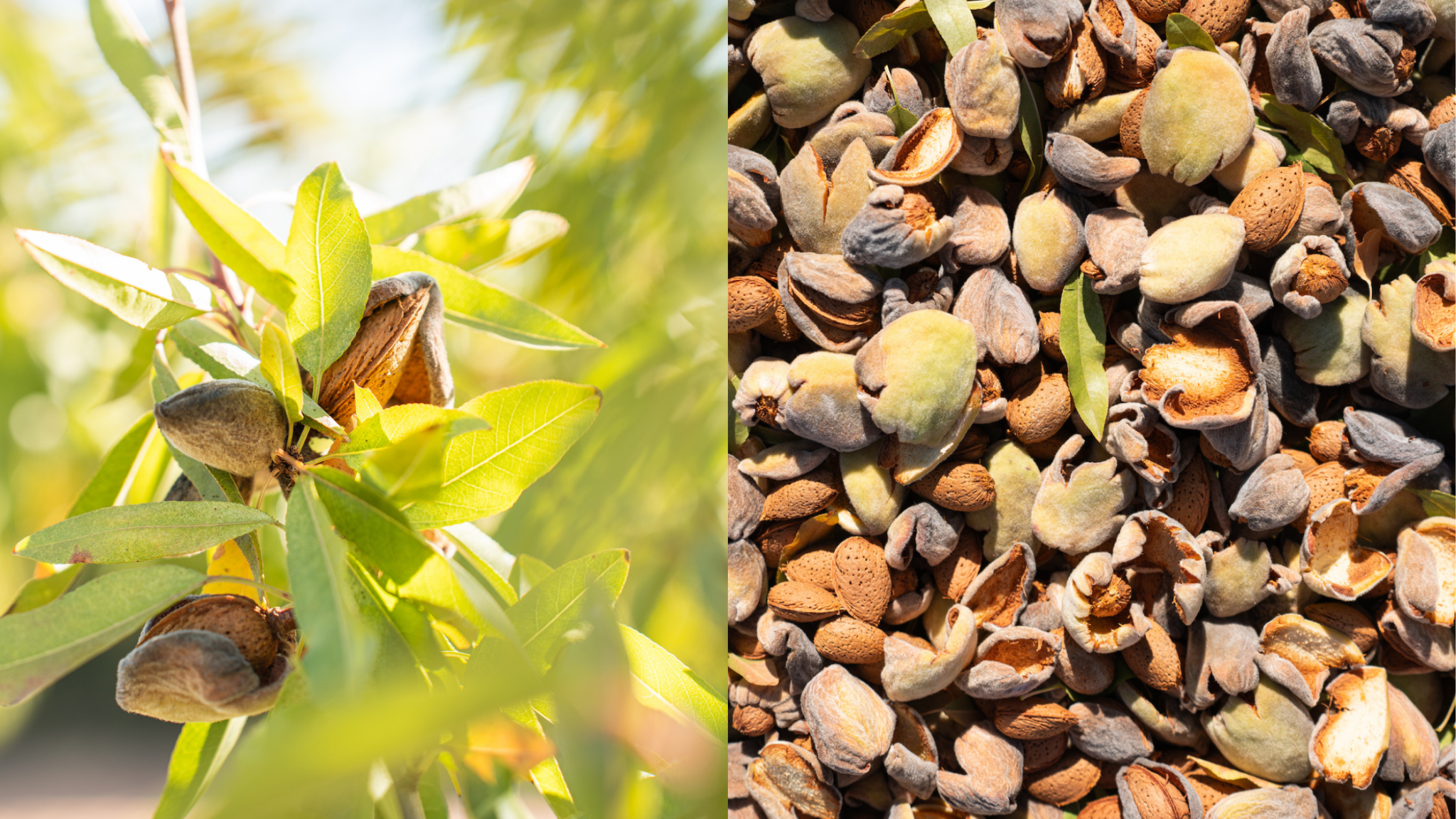 Wat gebeur in Maart? | Babylonstoren