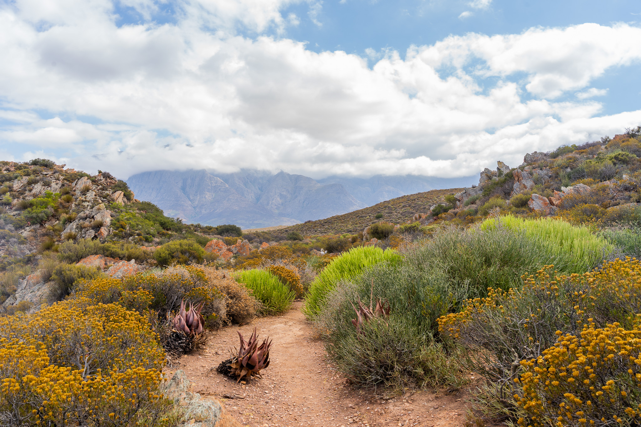 A Global First for Karoo Gems | Babylonstoren
