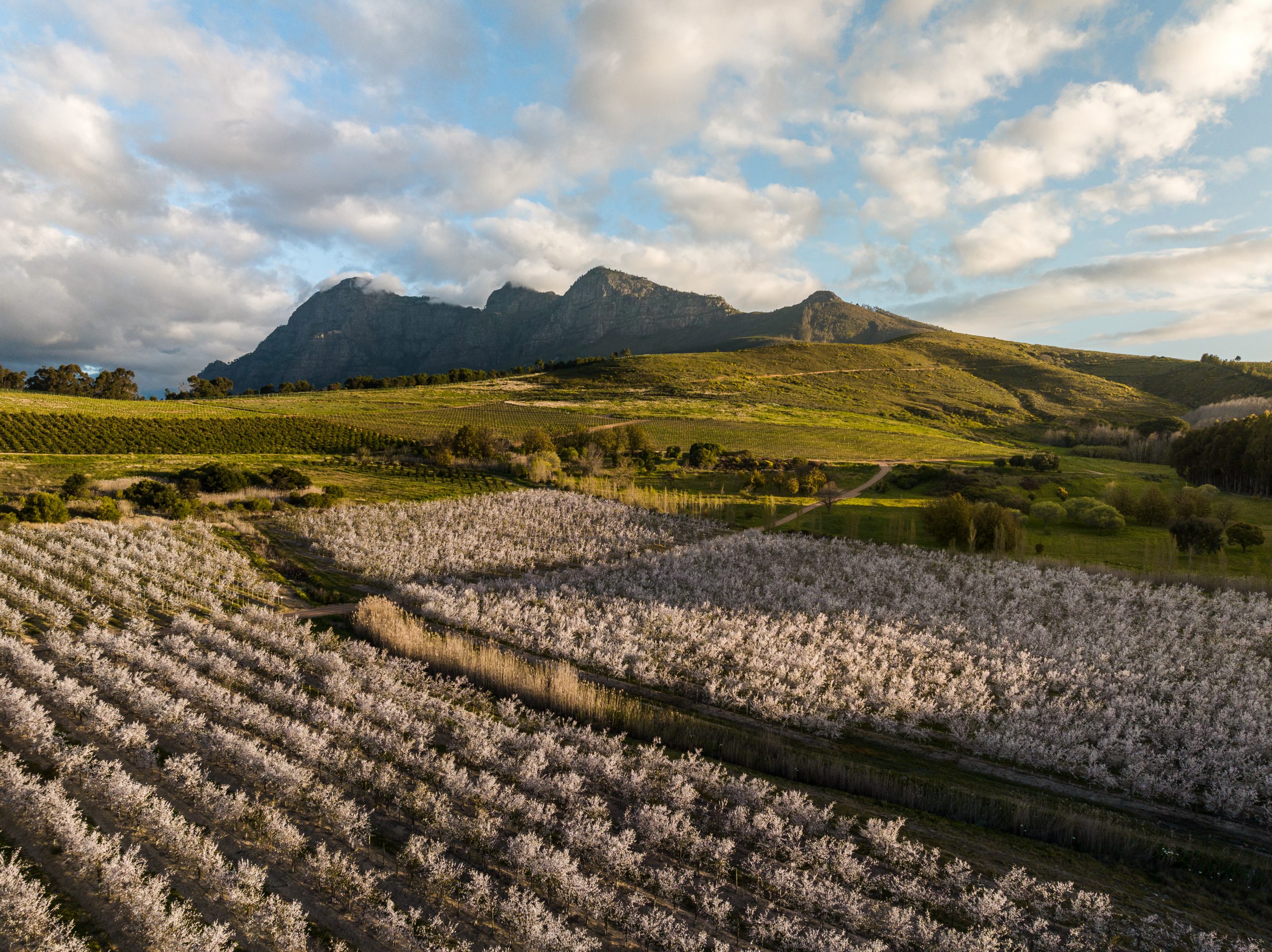 Almond-Blossoms-and-the-mountain-1 - Babylonstoren Blog
