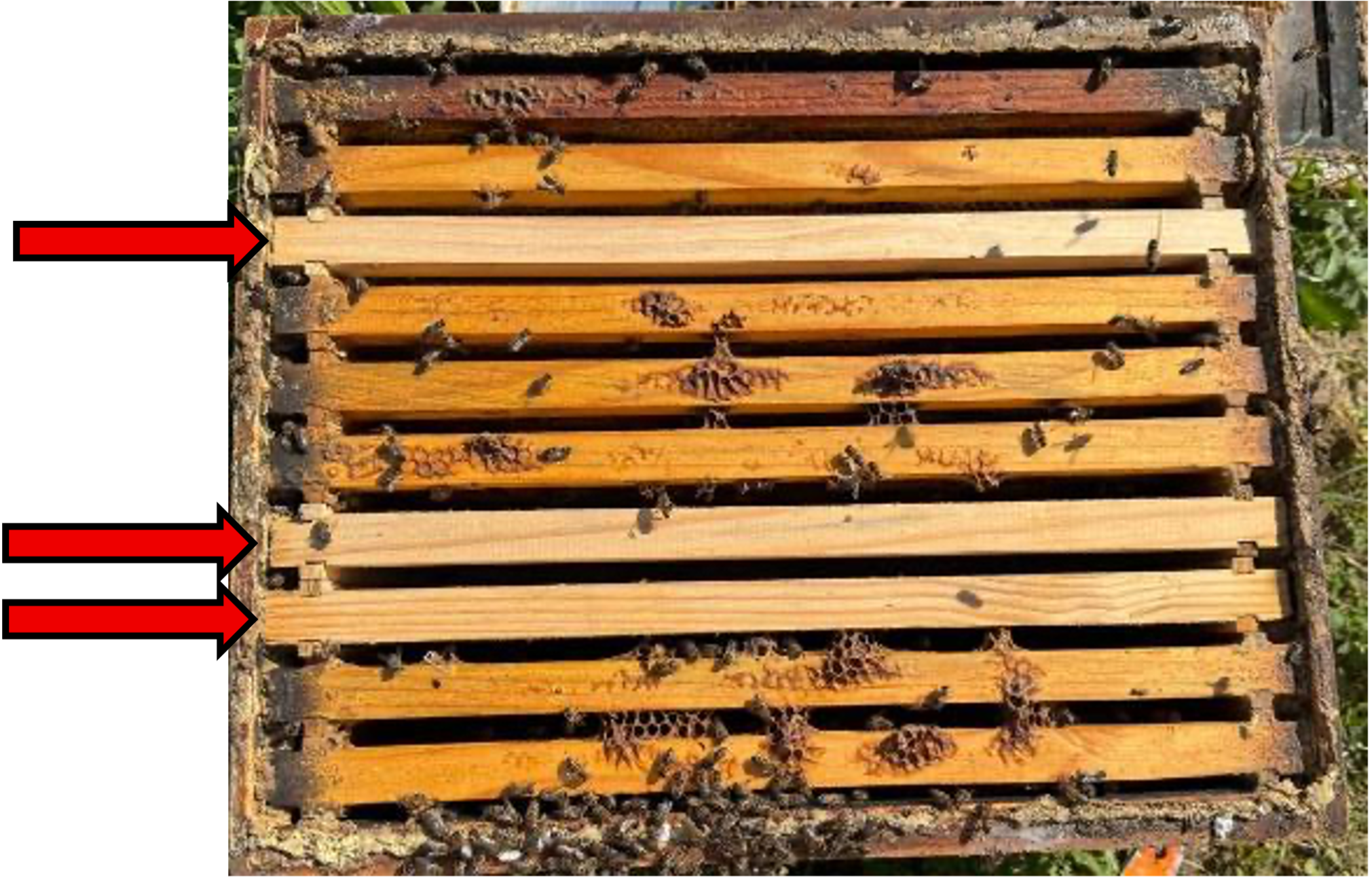 Frame-with-2-to-3-replaced-foundation-frames - Babylonstoren Blog