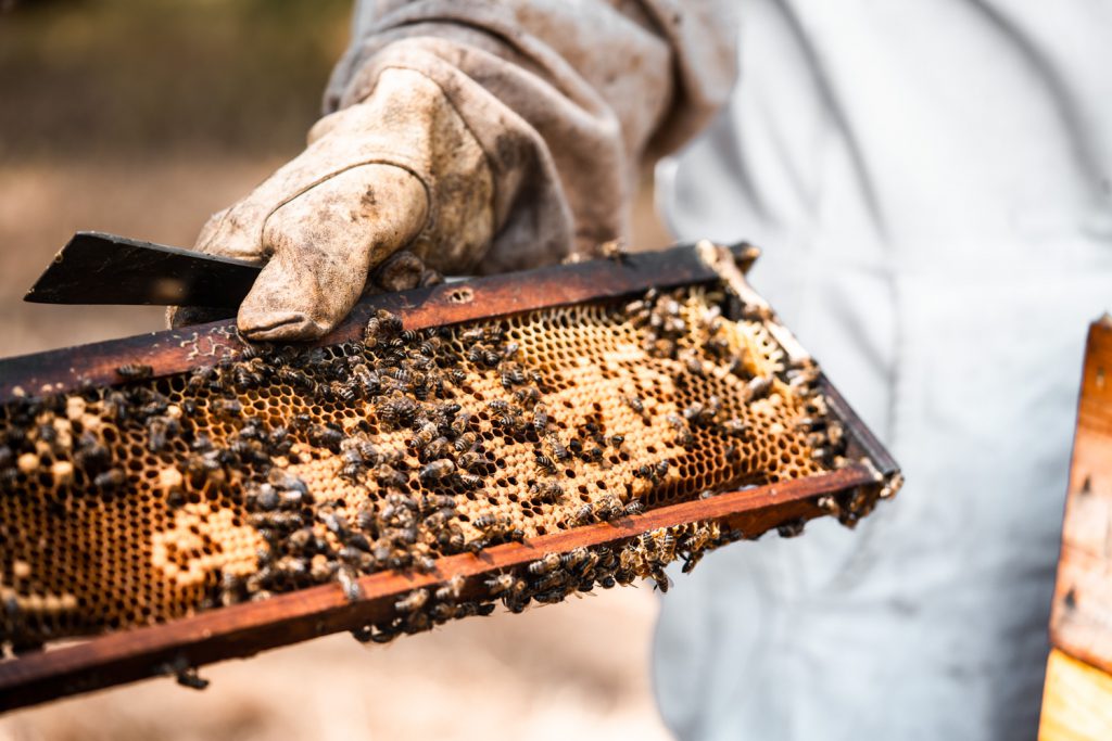 Cape-honey-bees-at-Babylonstoren - Babylonstoren Blog