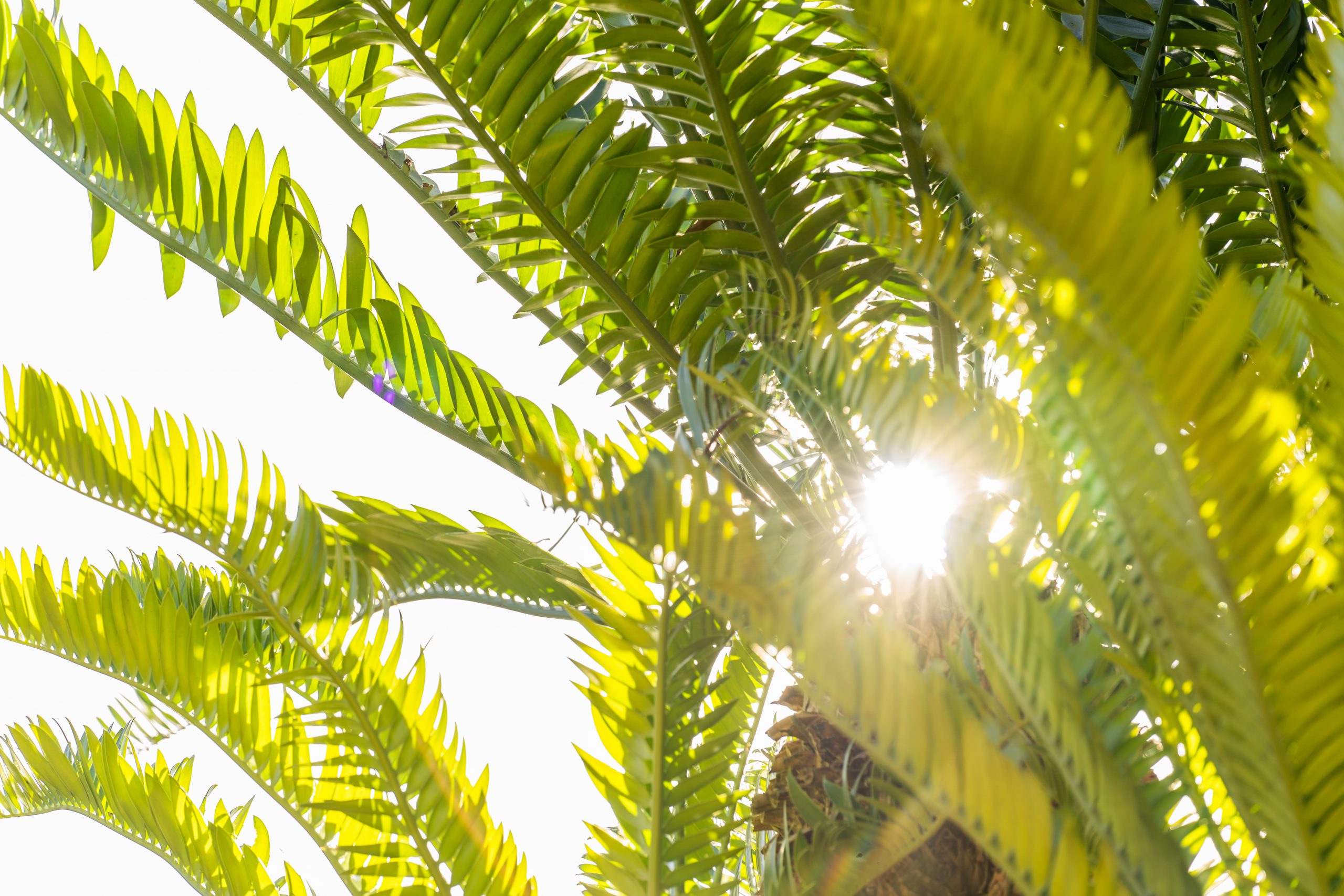 Cycads - Babylonstoren Blog
