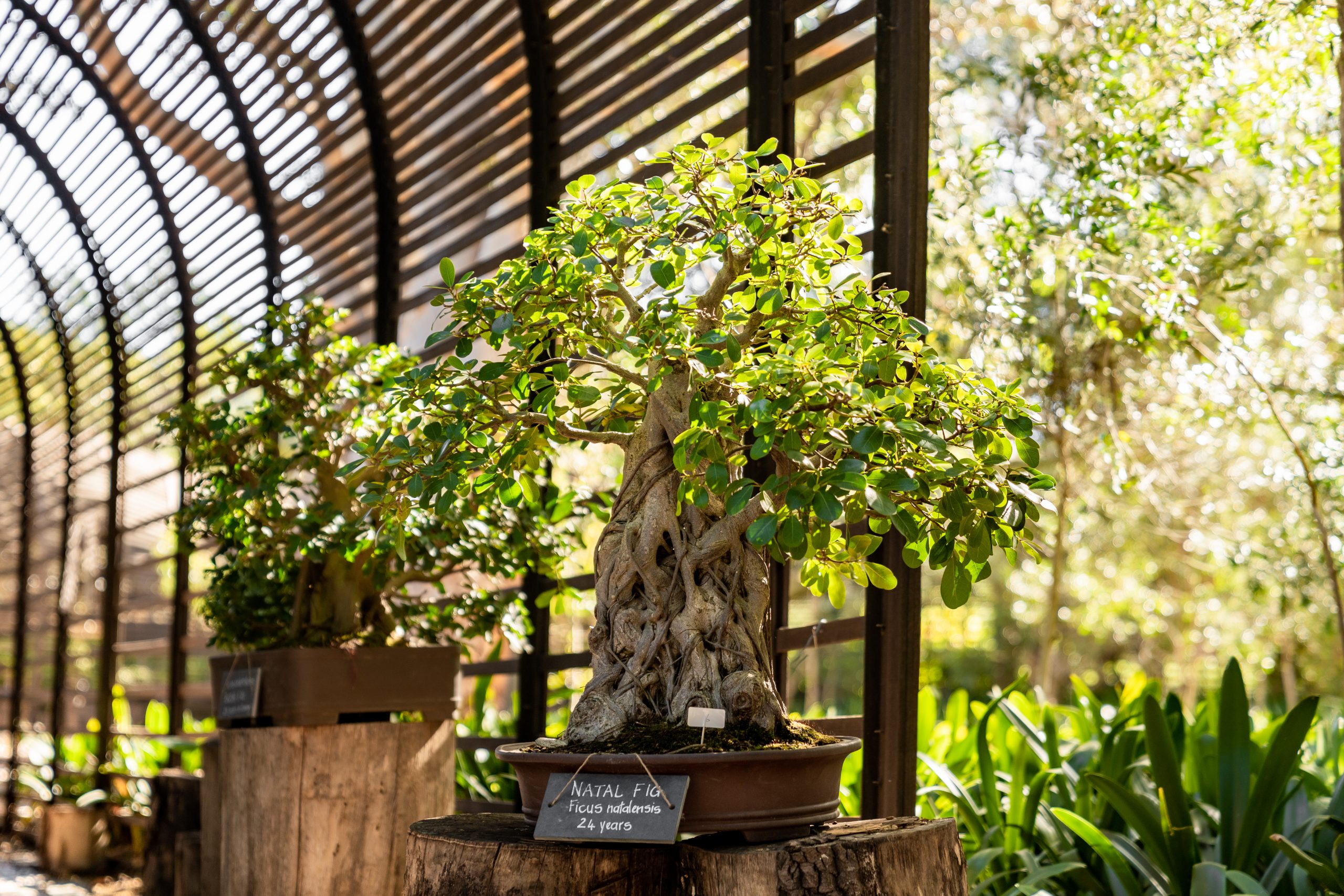 Bonsai-Display - Babylonstoren Blog