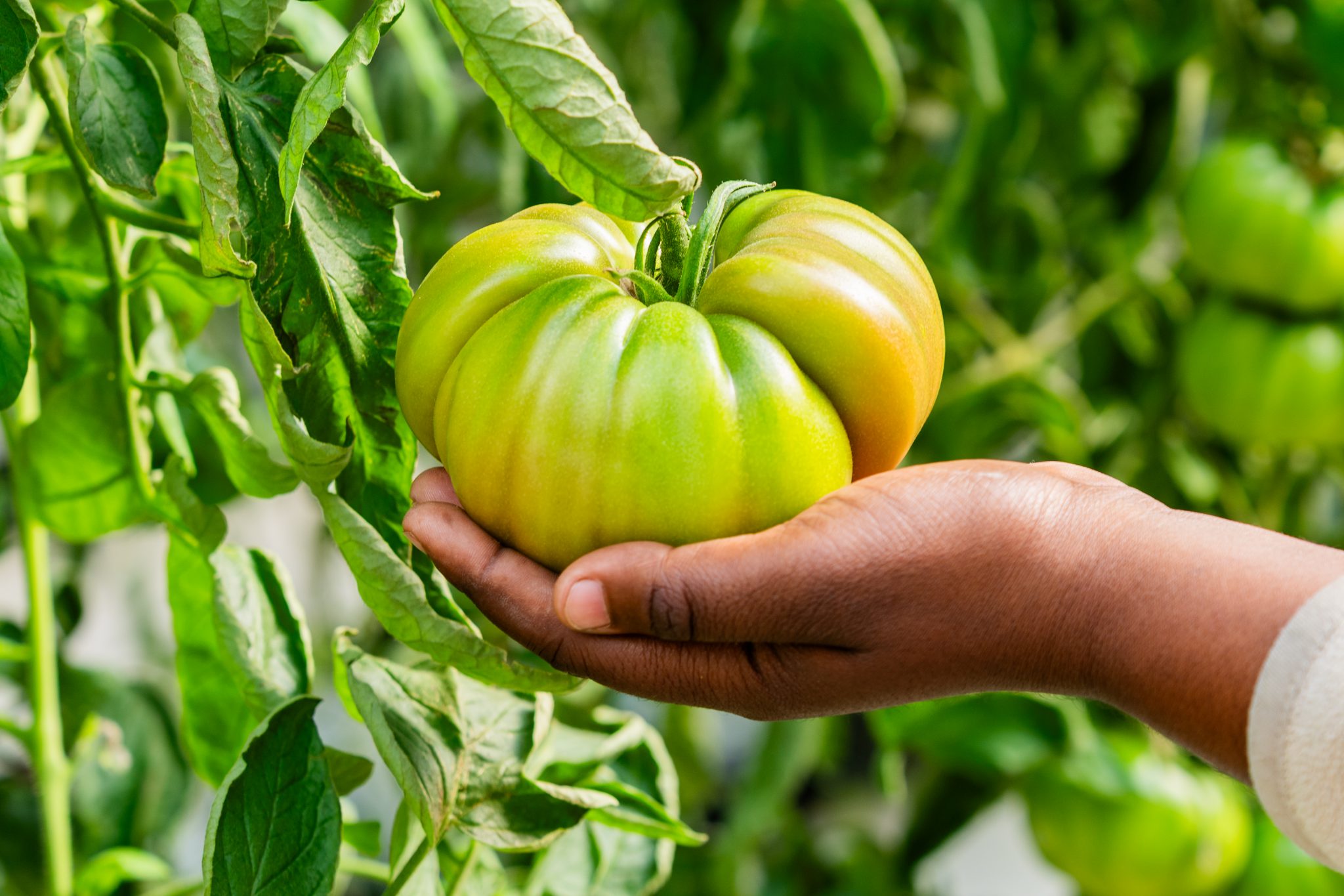 Heritage of flavour | Babylonstoren