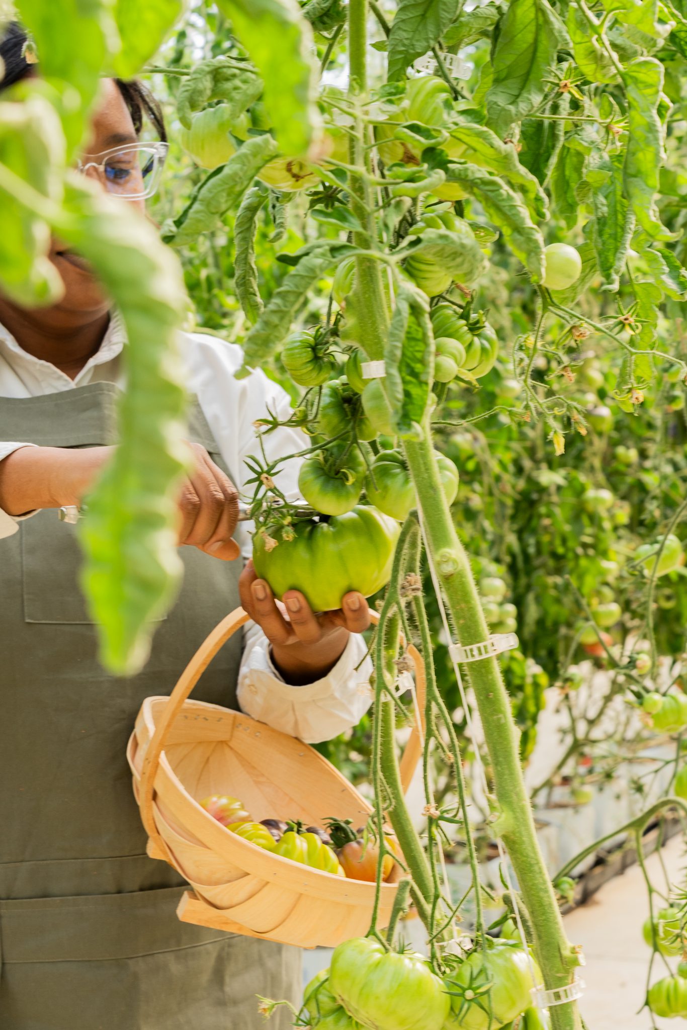 Heirloom_tomatoes_oct25 (40) - Babylonstoren Blog