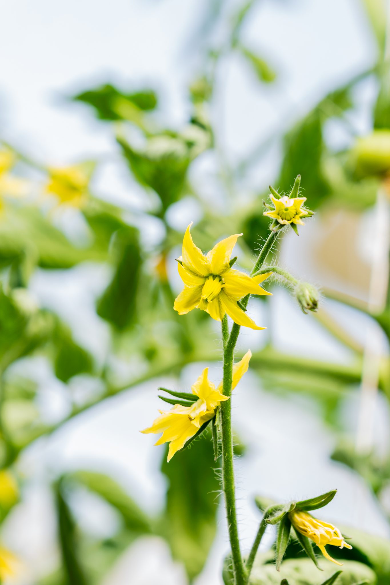 Heritage of flavour | Babylonstoren